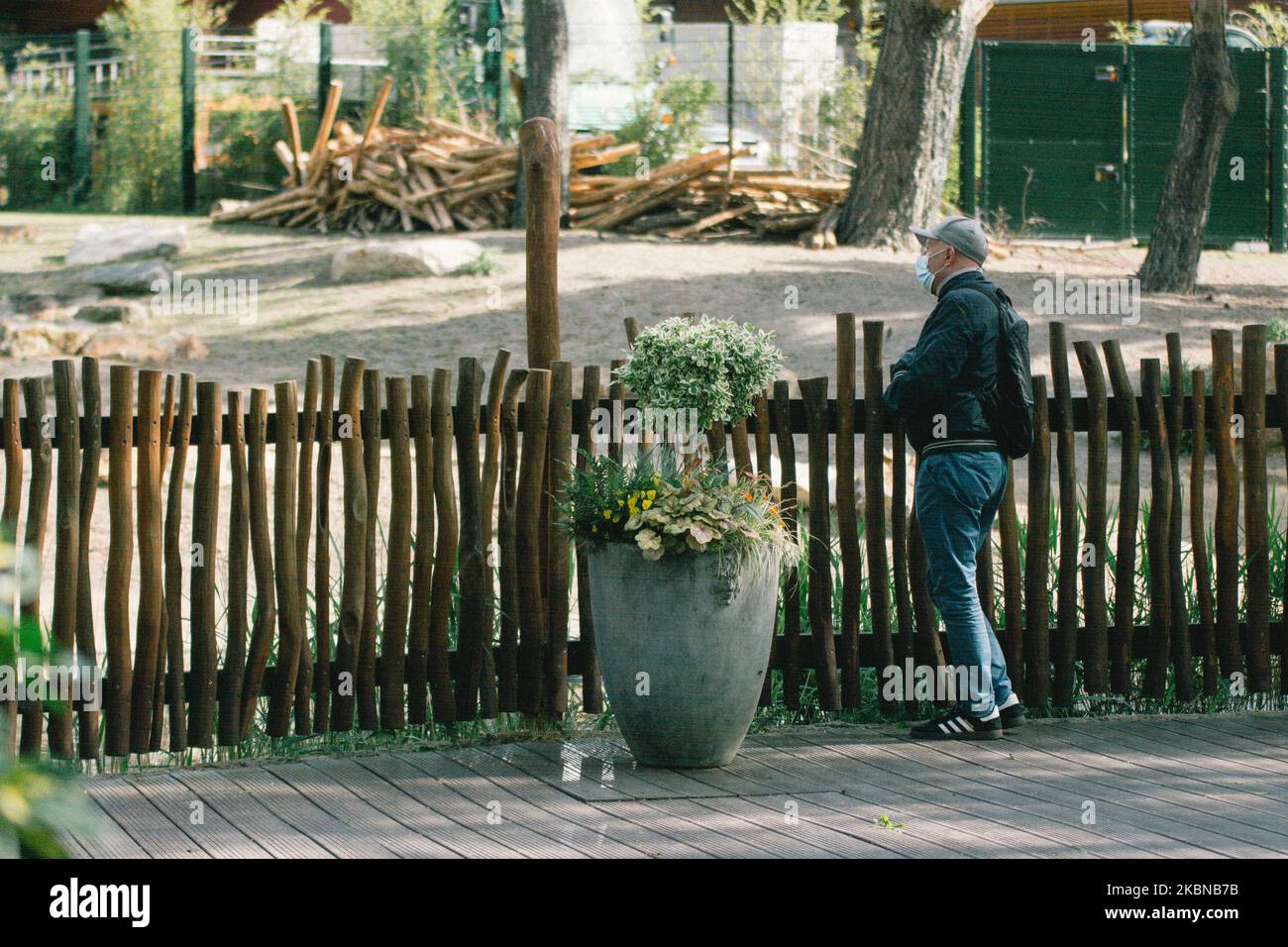 a man with face mask visits cologne zoo after reopening for visitors in ...