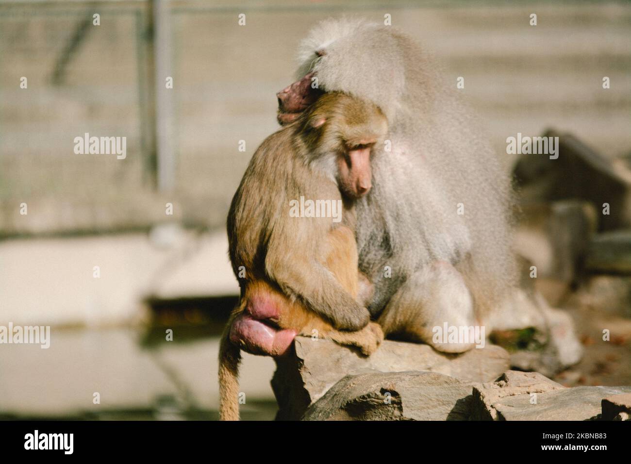 Babooons monkeys hug with each other in cologne zoo after reopening for ...