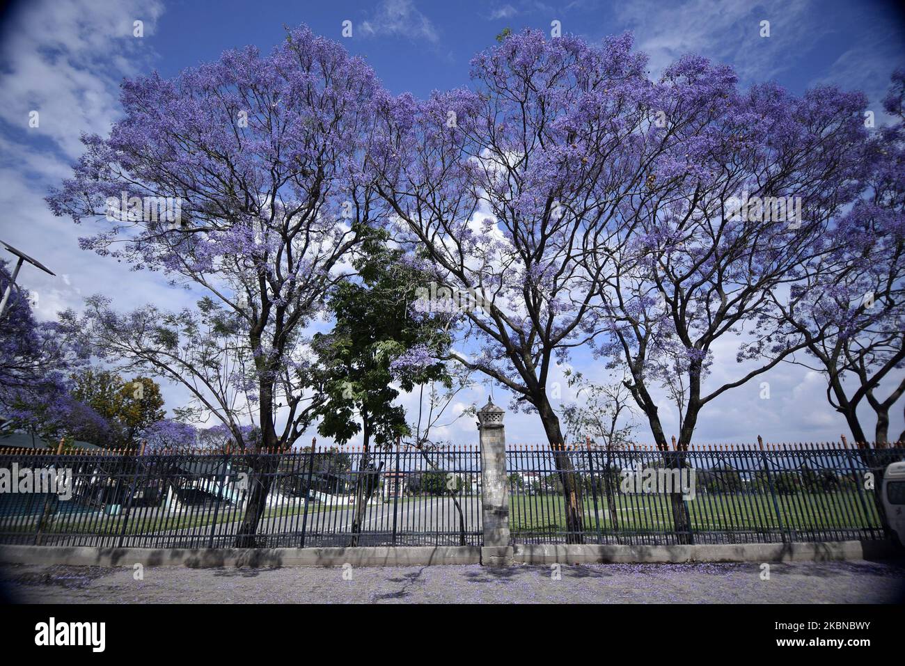 Jacaranda flower trees blooming seen around Tudikhel at Kathmandu ...