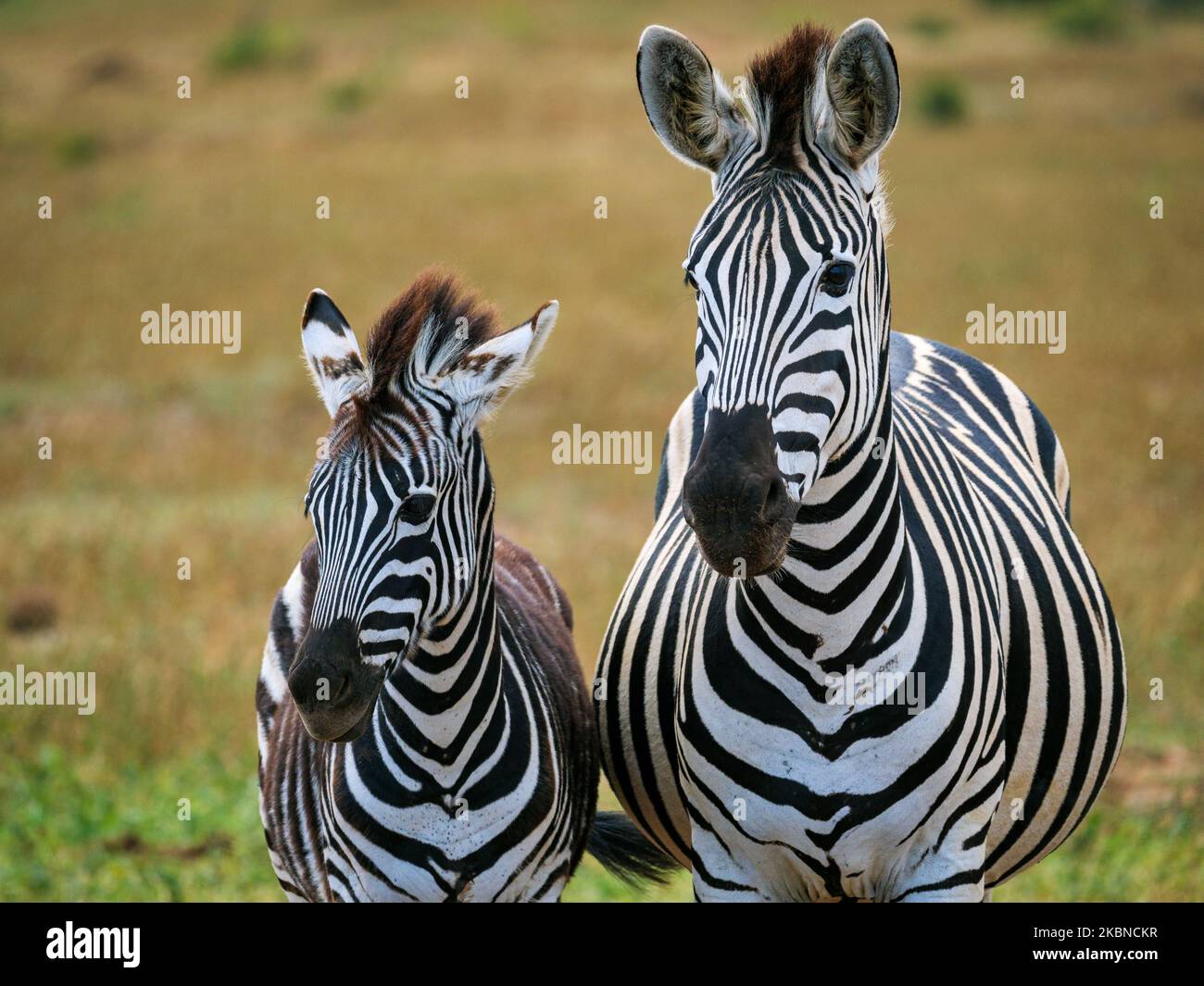 Plains zebra, or common zebra, prev. Burchell's zebra. (Equus quagga ...
