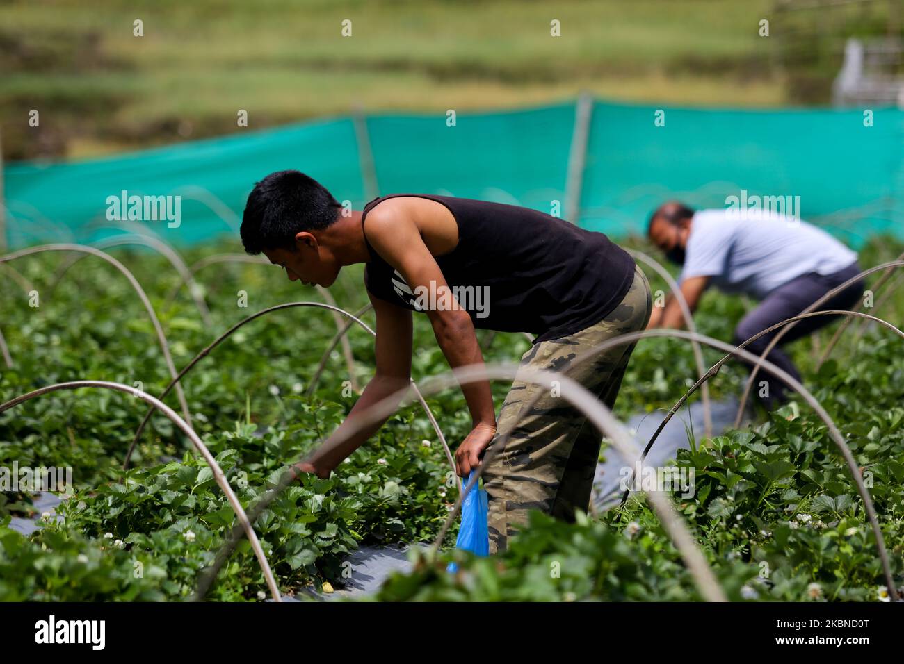 Sunil pradhan hi-res stock photography and images - Alamy