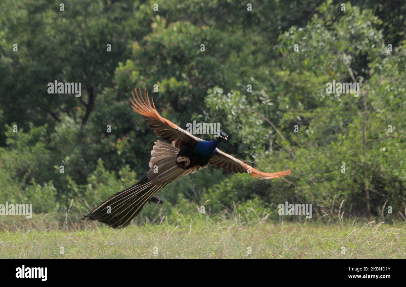 Peacock, the national bird of India are seen on the forest roads as ...