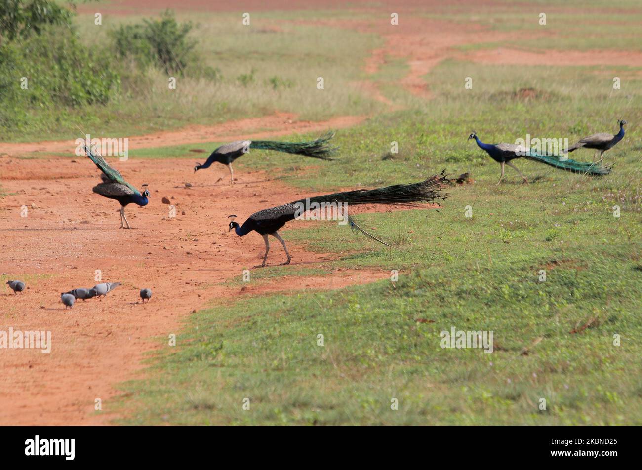 Peacock, the national bird of India are seen on the forest roads as ...
