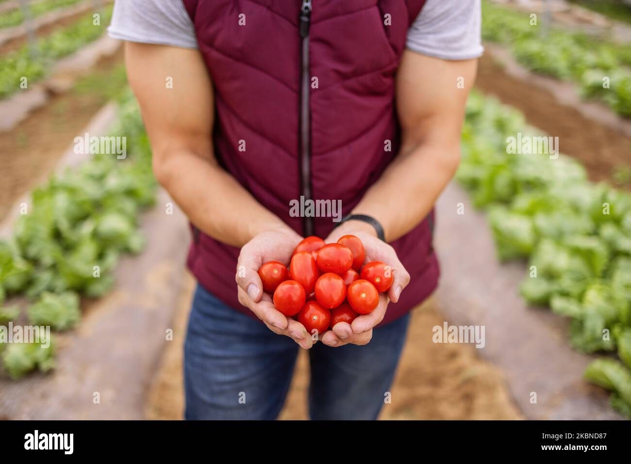 Farmer, hands with tomato and eco friendly food produce, for organic ...