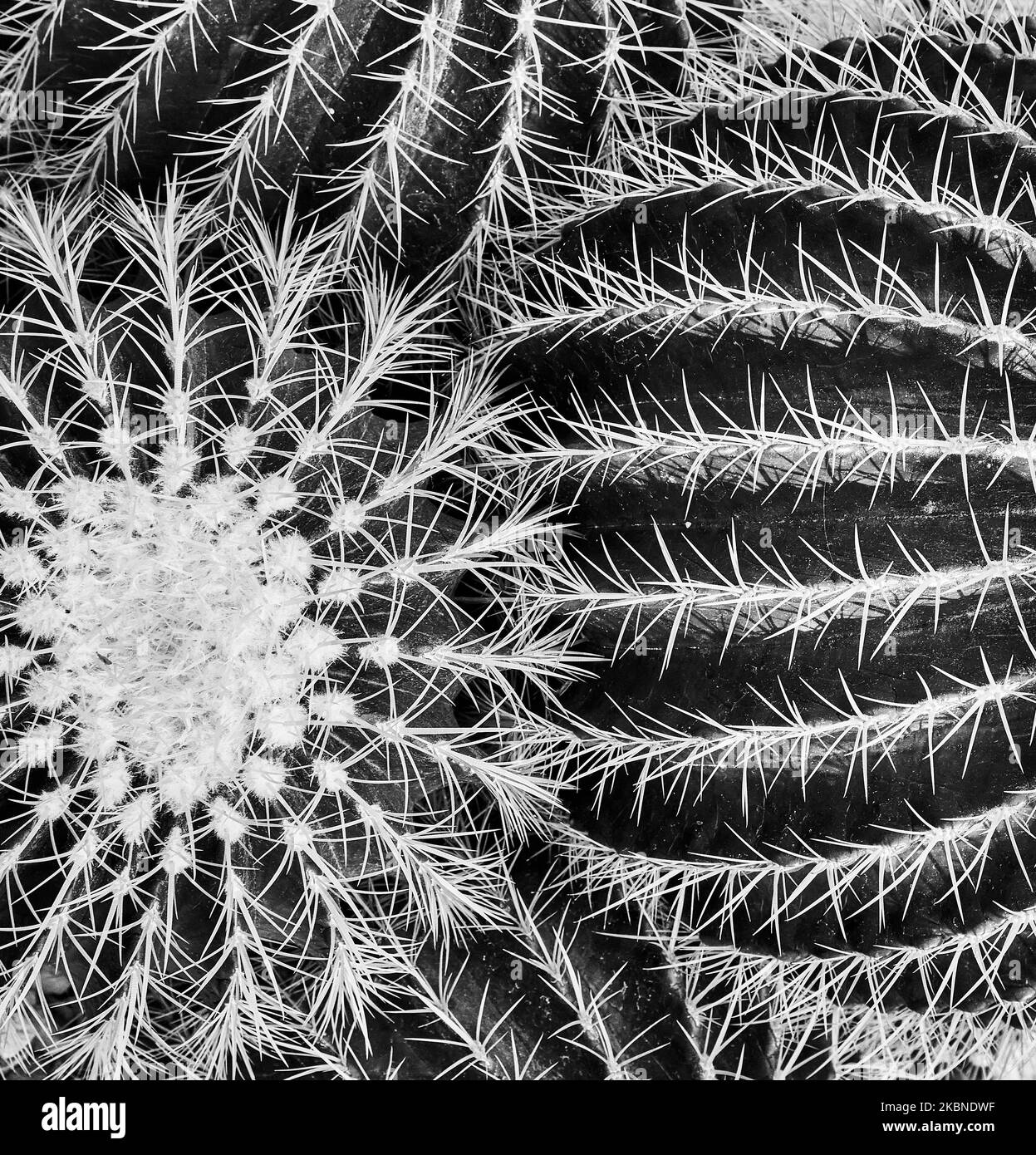 Three piece cactus grouped together in black and white Stock Photo - Alamy