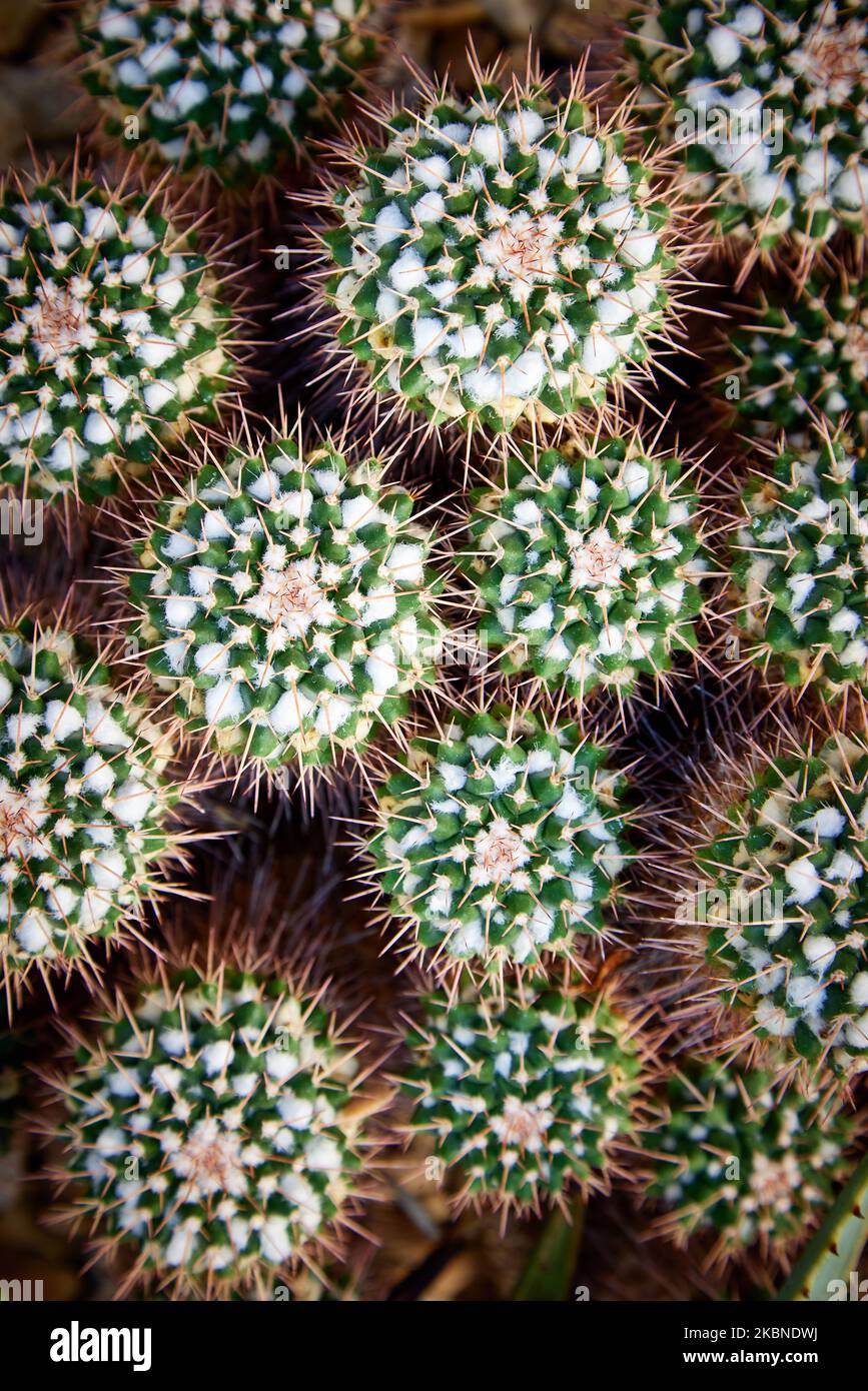 Collection of small, very prickly cactus Stock Photo - Alamy