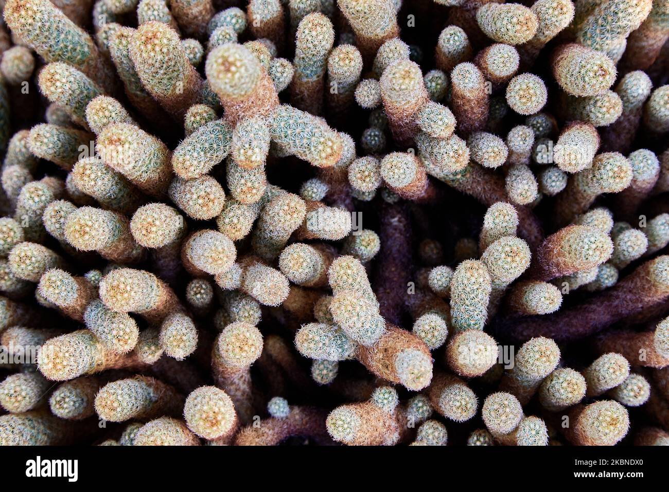 Collection of finger shaped cactus Stock Photo - Alamy