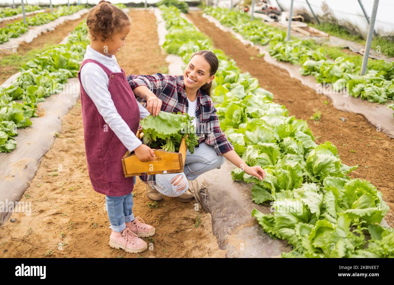 family, happy and farming in vegetable greenhouse for child learning environmental ...