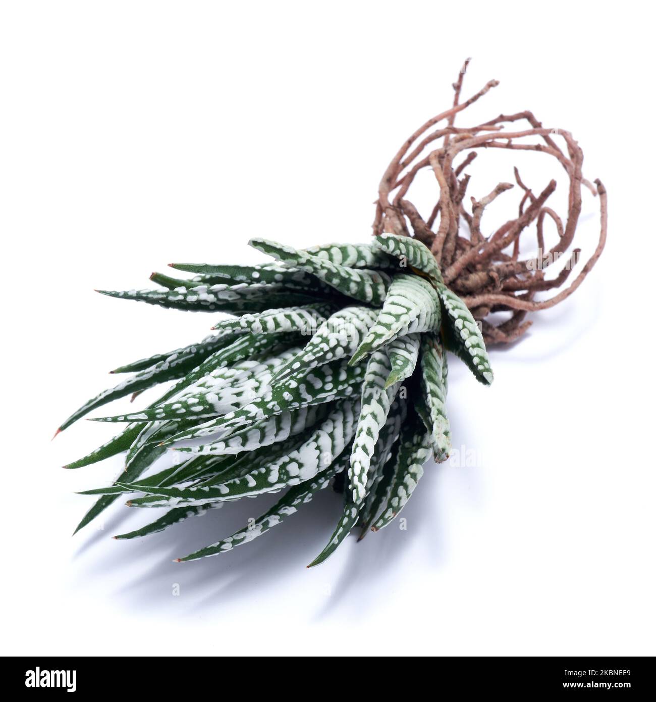 Haworthia Succulent Plant with roots Isolated on White Background Stock ...
