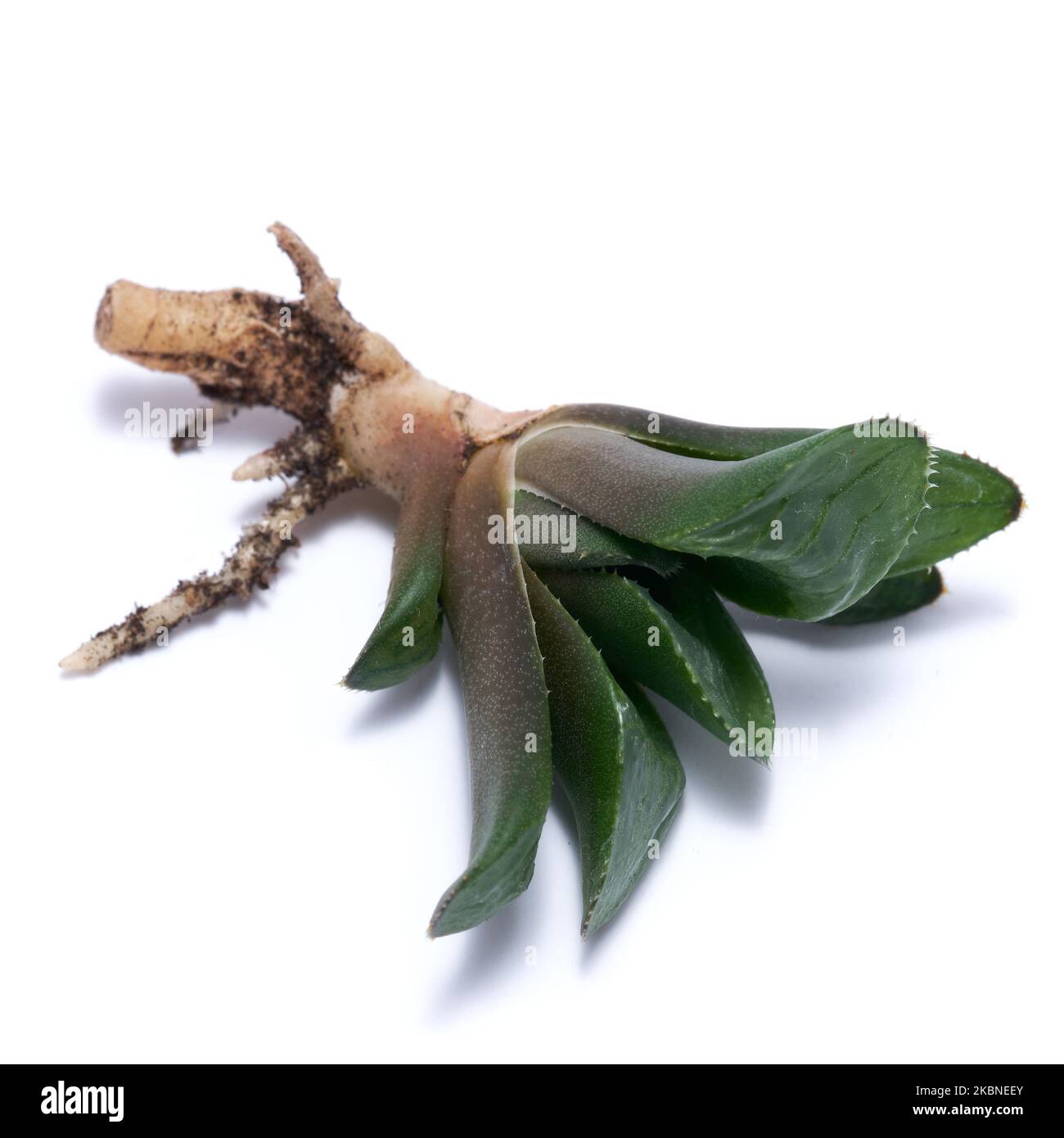Haworthia Succulent Plant with roots Isolated on White Background Stock ...