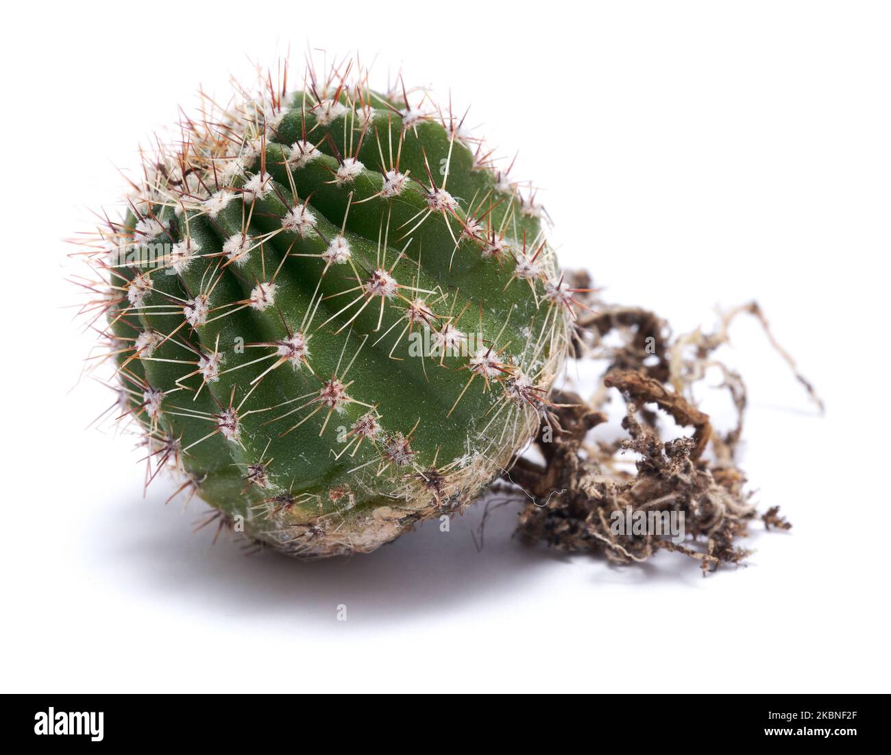 Small green cactus with strong roots isolated on white background Stock ...