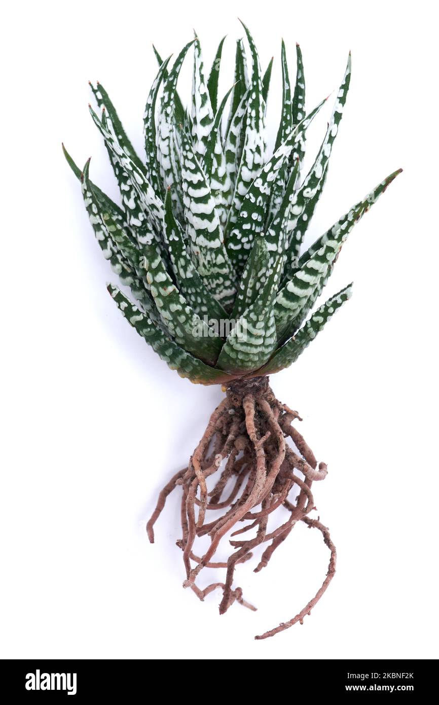Haworthia Succulent Plant with roots Isolated on White Background Stock ...