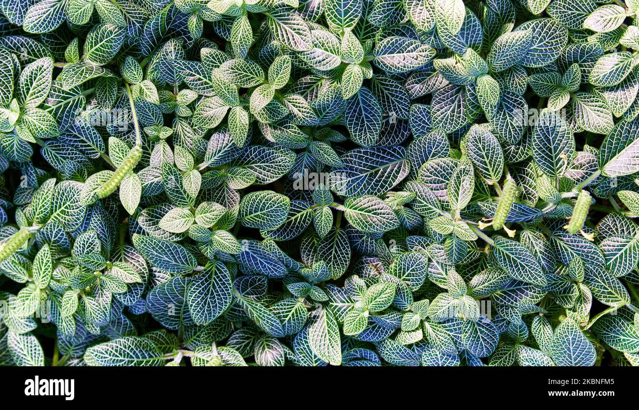 Repetition of dark and light green leaves Stock Photo - Alamy
