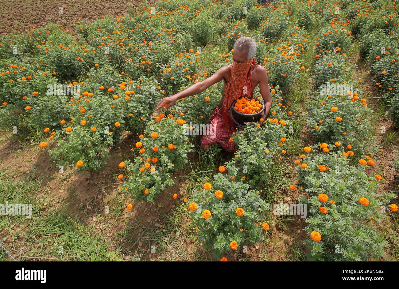 Village living farmers are seen at their agricultural fields as they ...
