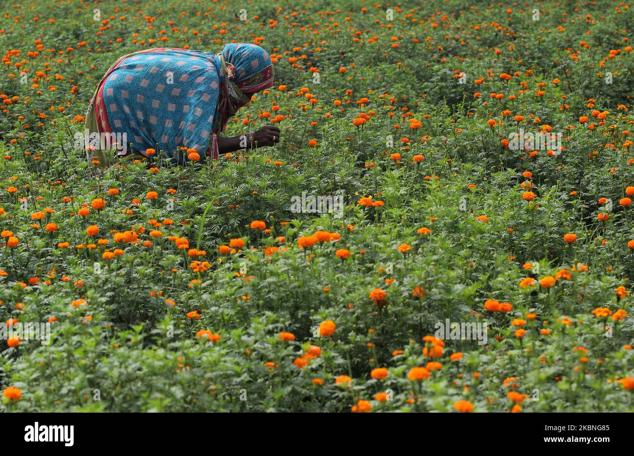 Daya hi-res stock photography and images - Alamy