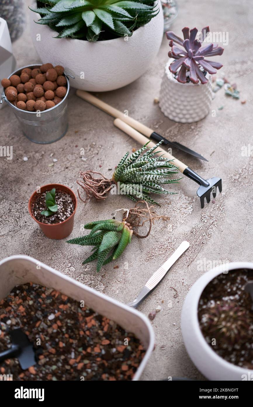 Succulent haworthia Plant with roots ready for planting into White ...