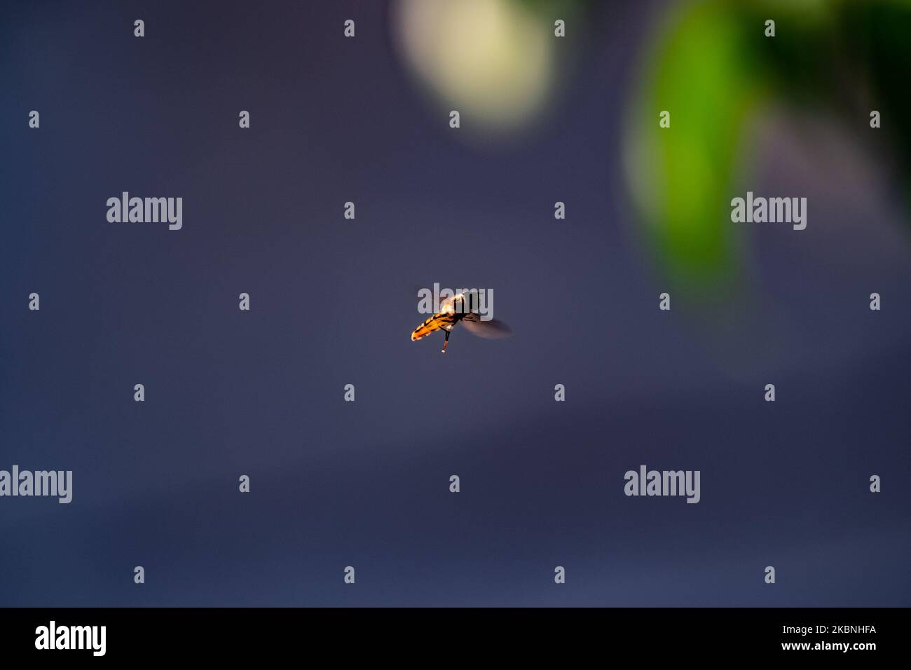 Small insect, probably a growing up hornet during the flight, in Nea ...