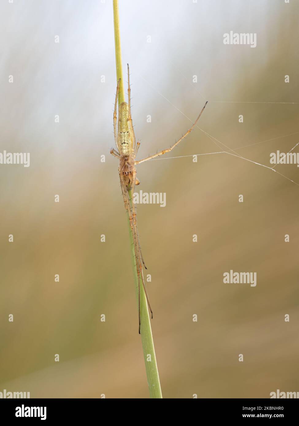 Long jawed Orb weaving Spider, Tetragnatha extensa Stock Photo - Alamy