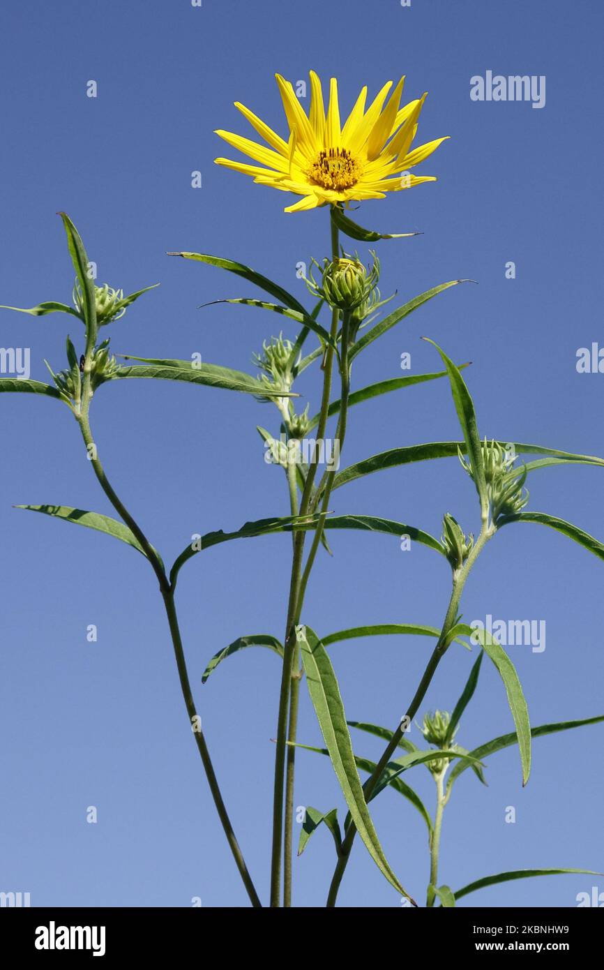 Sawtooth sunflower hi-res stock photography and images - Alamy