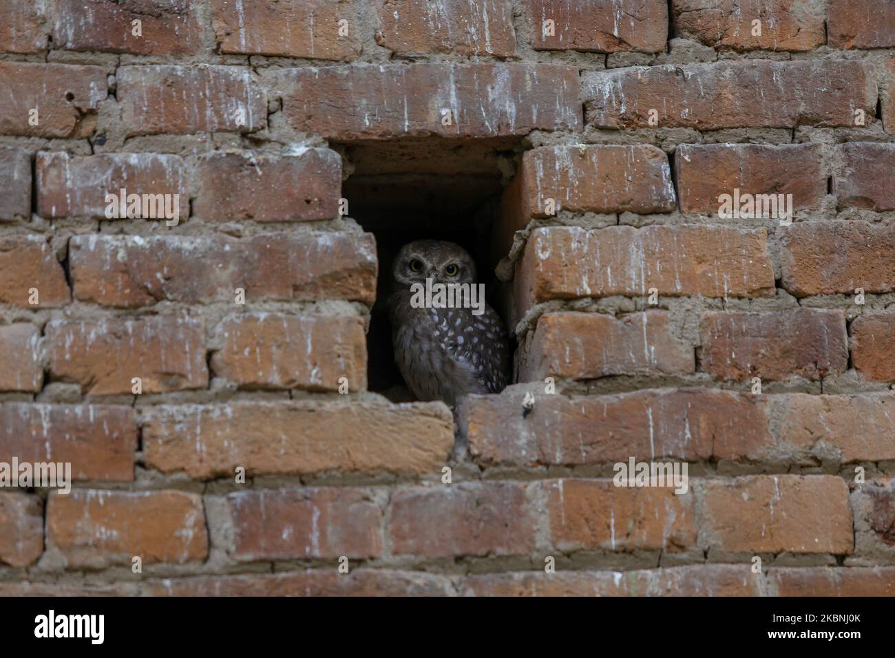 Putlock hole of house hi-res stock photography and images - Alamy