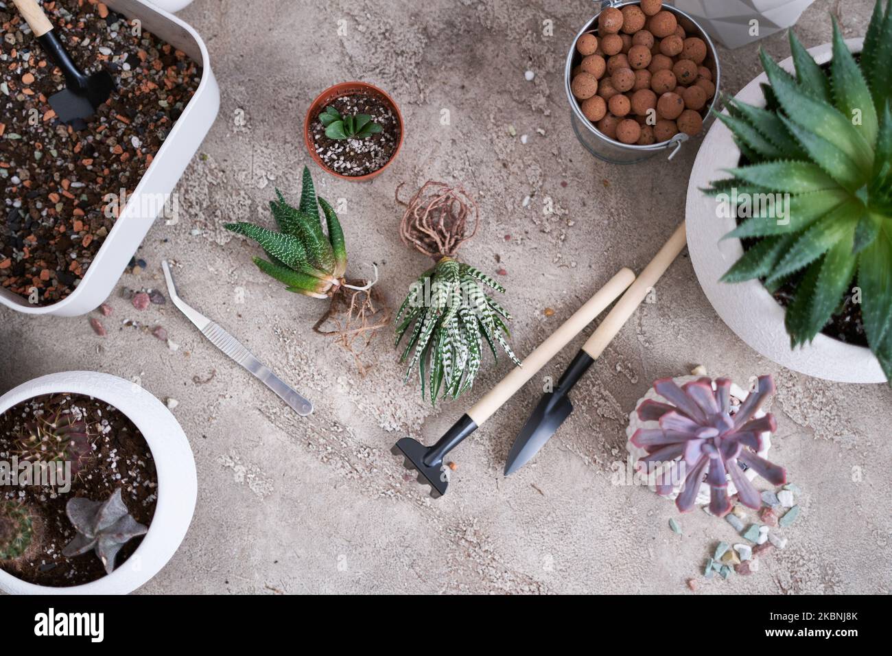 Succulent haworthia Plant with roots ready for planting into White ...