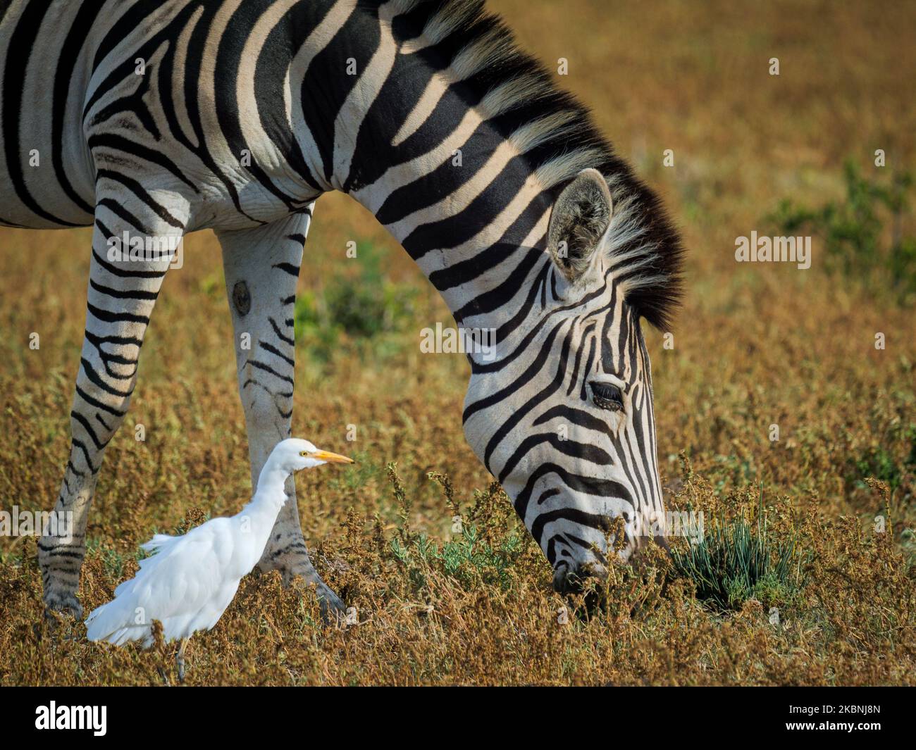 Plains zebra, or common zebra, prev. Burchell's zebra (Equus quagga ...