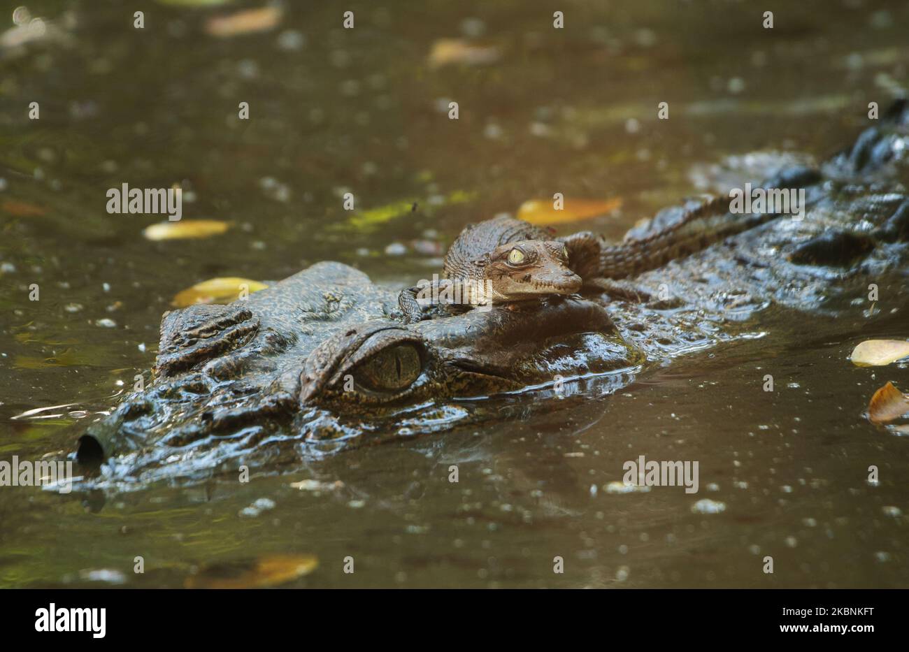 Singapore. 26th June, 2022. A wild saltwater crocodile baby rests on ...