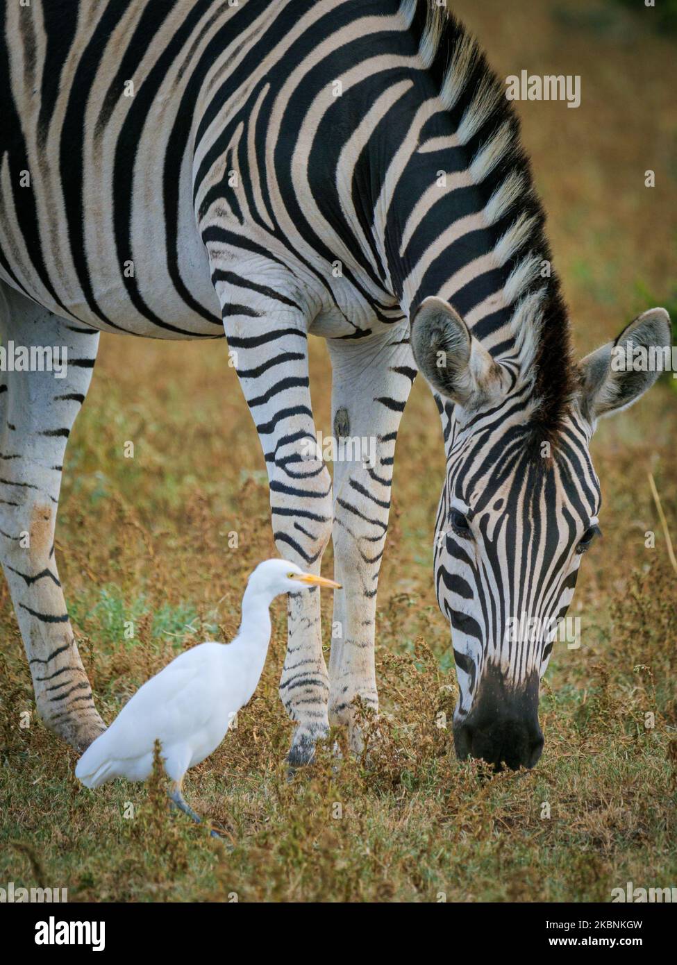 Zebra and cattle hi-res stock photography and images - Alamy