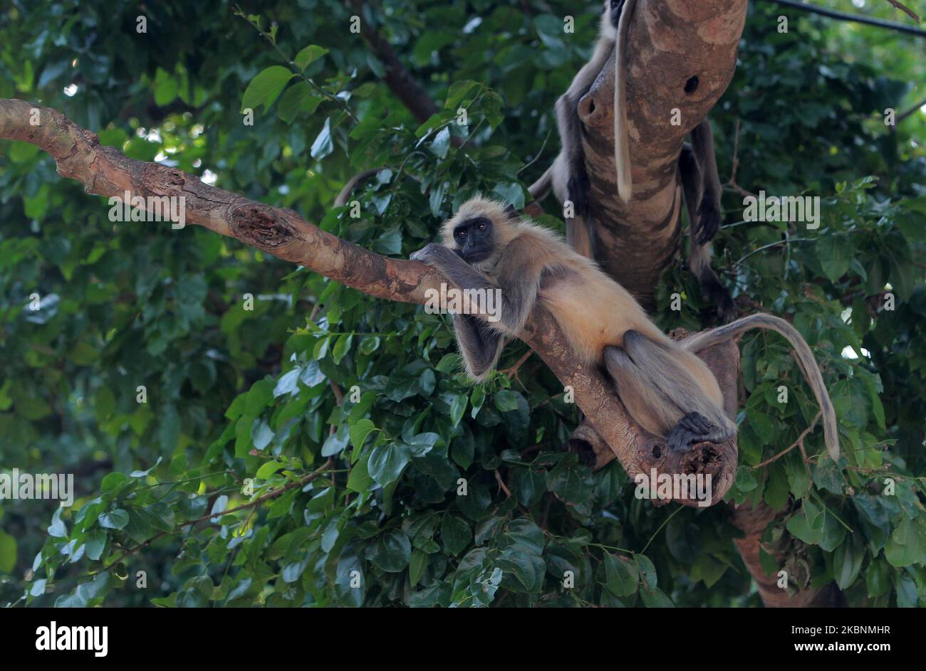 Wild monkeys are seen as they are seen at the Khandagiri cave hills and ...