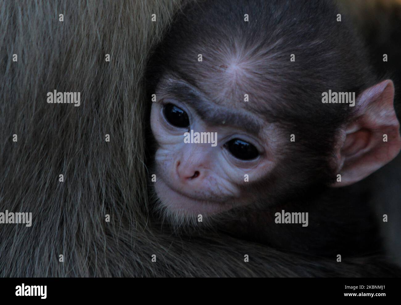 Wild monkeys are seen as they are seen at the Khandagiri cave hills and ...