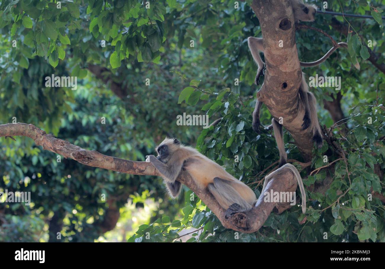Wild monkeys are seen as they are seen at the Khandagiri cave hills and ...