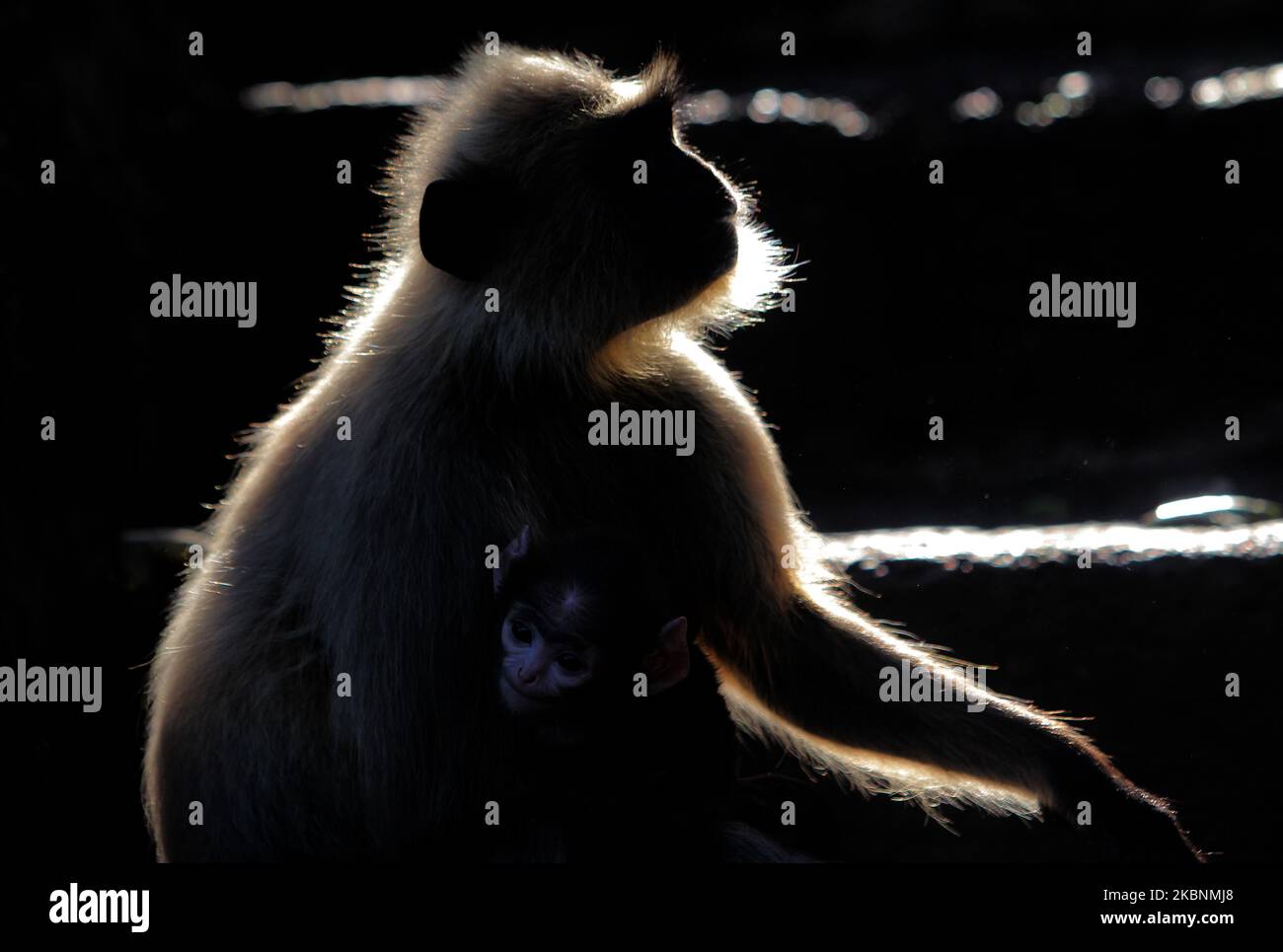 Wild monkeys are seen as they are seen at the Khandagiri cave hills and ...