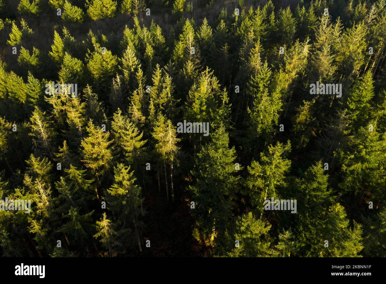 Aerial view of the top of fir trees in the forest of the Blavet Valley ...