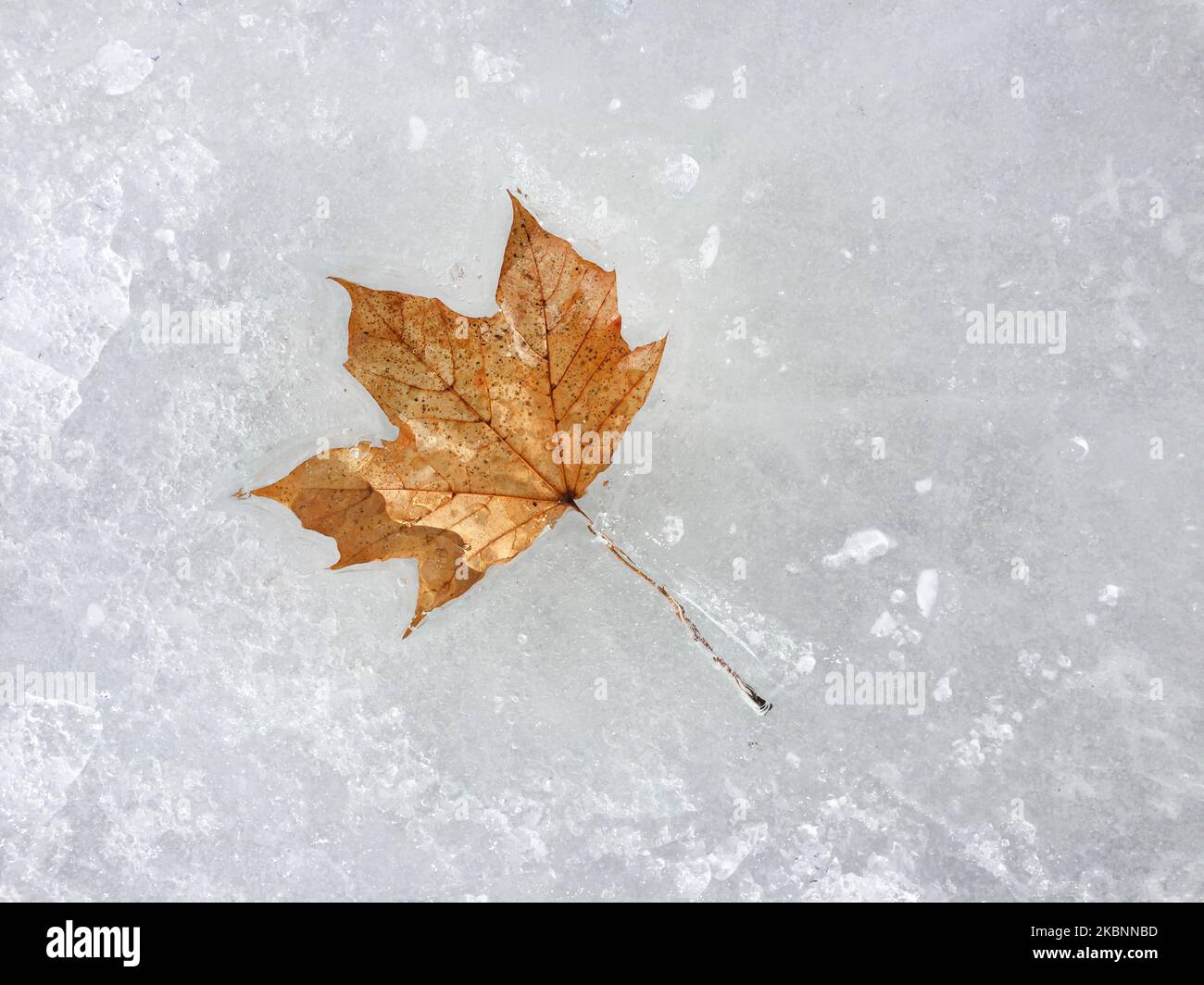 Maple leaf encased in ice during the Spring season in Toronto, Ontario ...