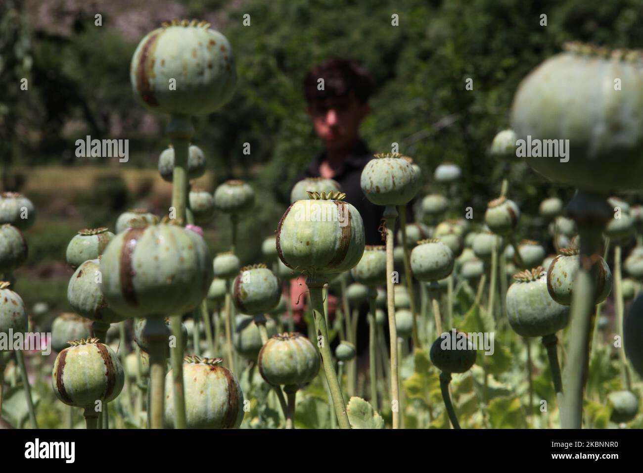 An Afghan farmer harvested opium sap from a poppy field in Dara-l-Nur ...