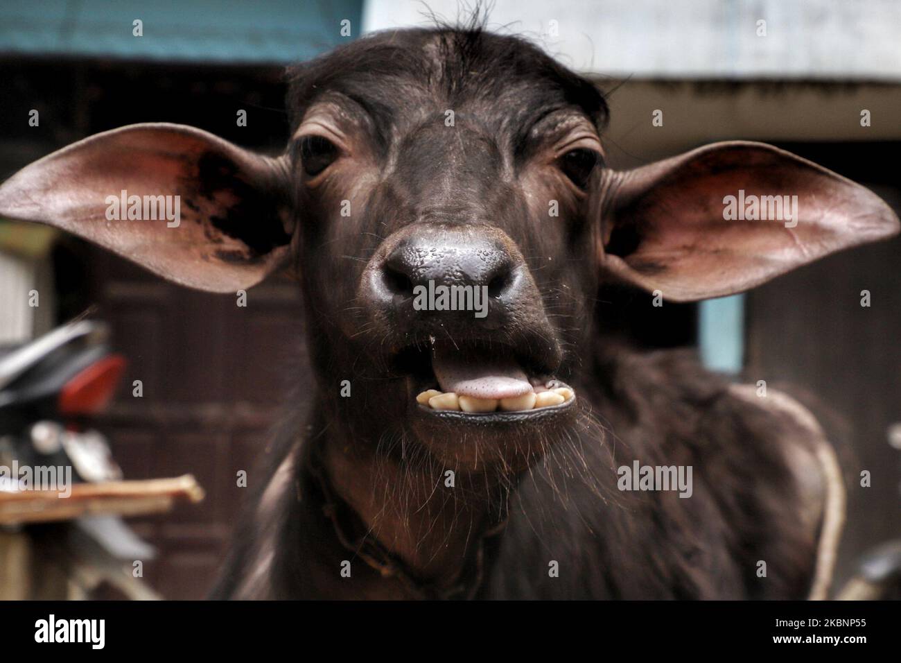 A male buffalo (bull) is seen in one of the dairy farms in New Delhi ...
