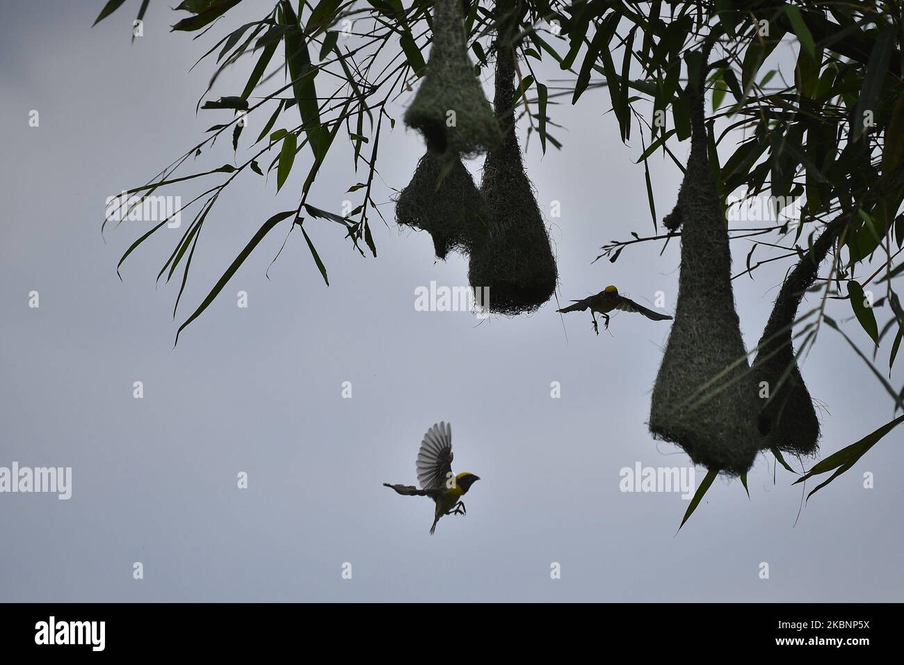 Baya weaver bird building its nest hi-res stock photography and images - Alamy