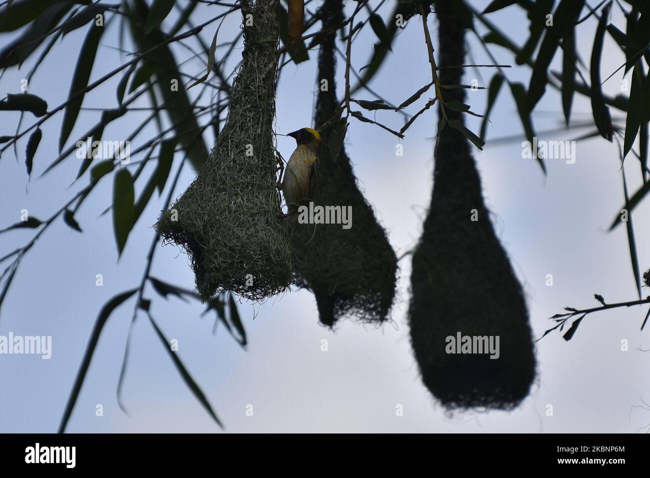 Baya weaver bird building its nest hi-res stock photography and images - Alamy
