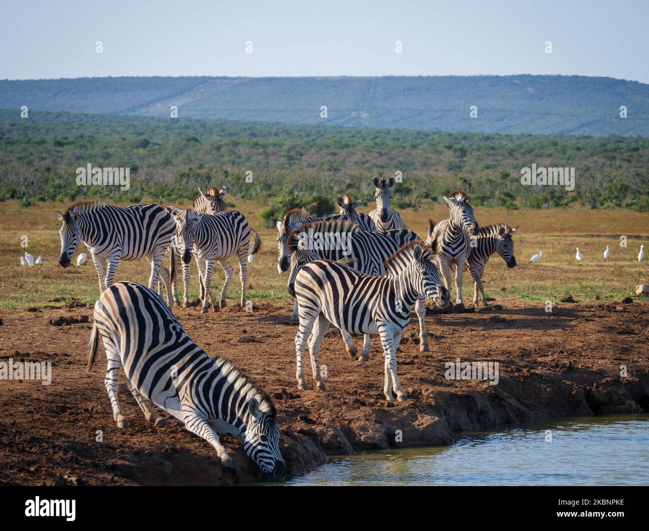Plains zebra, or common zebra, prev. Burchell's zebra (Equus quagga ...