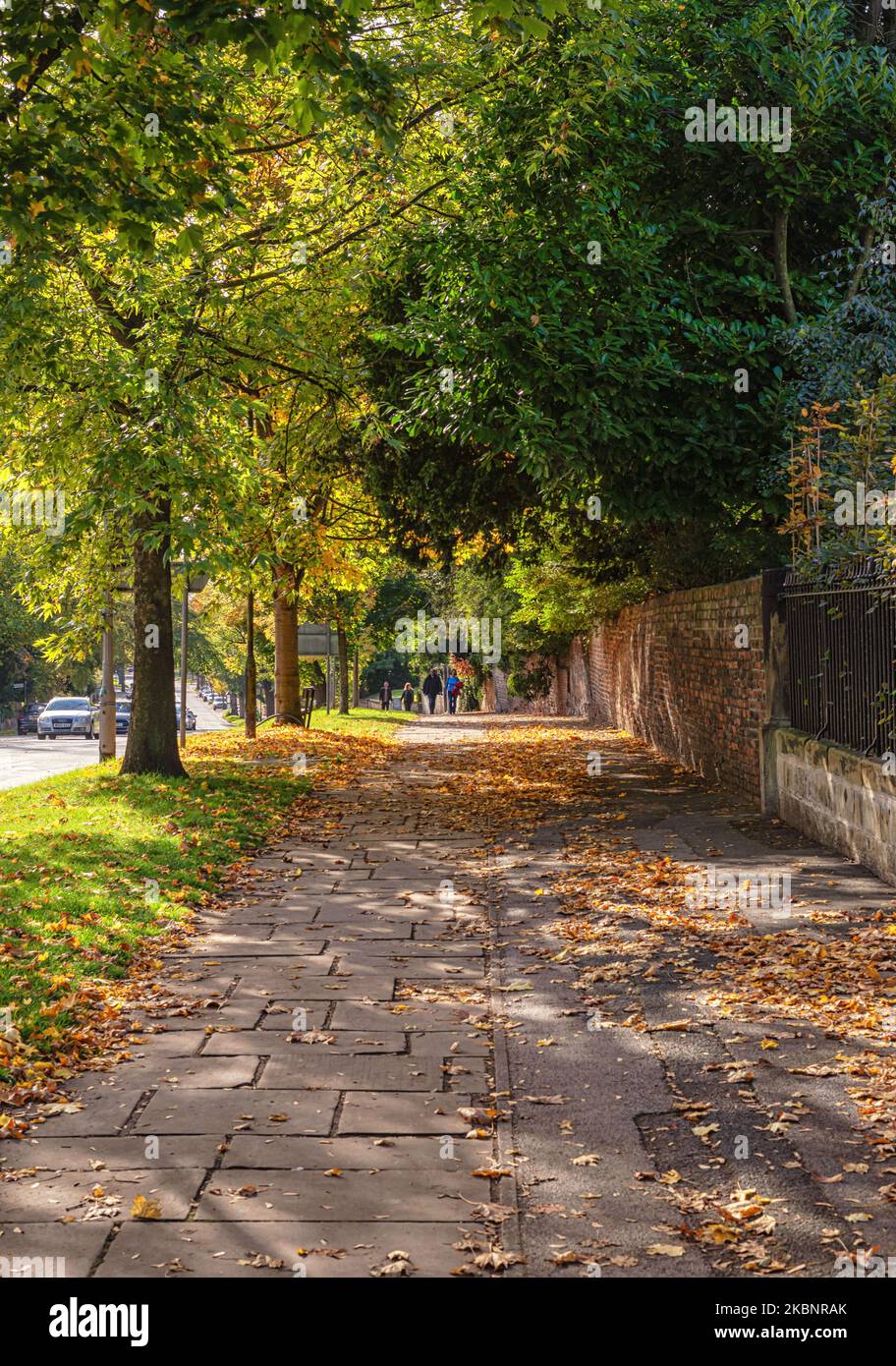 Leaves have fallen on to a wide path during early autumn. Trees line ...