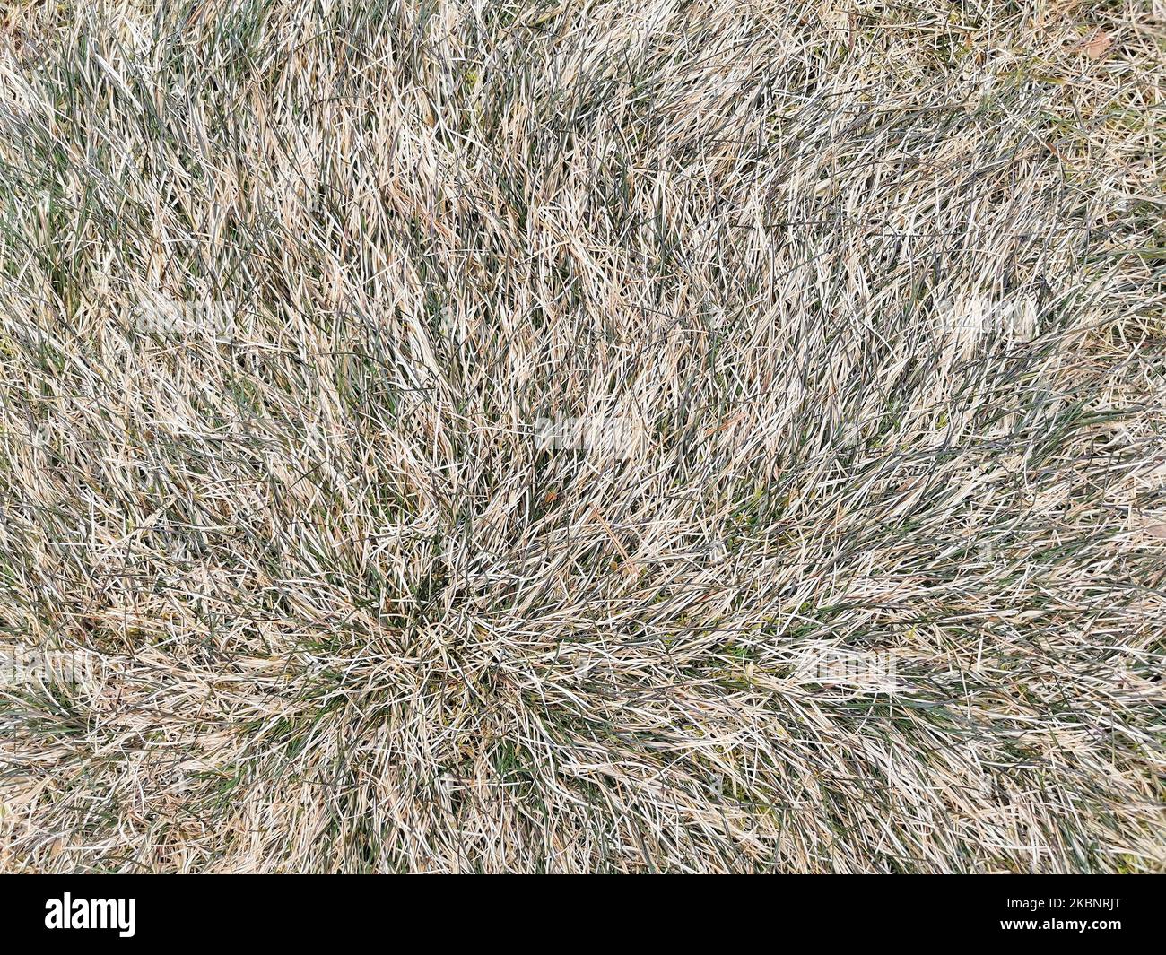 Dead grass texture hi-res stock photography and images - Alamy