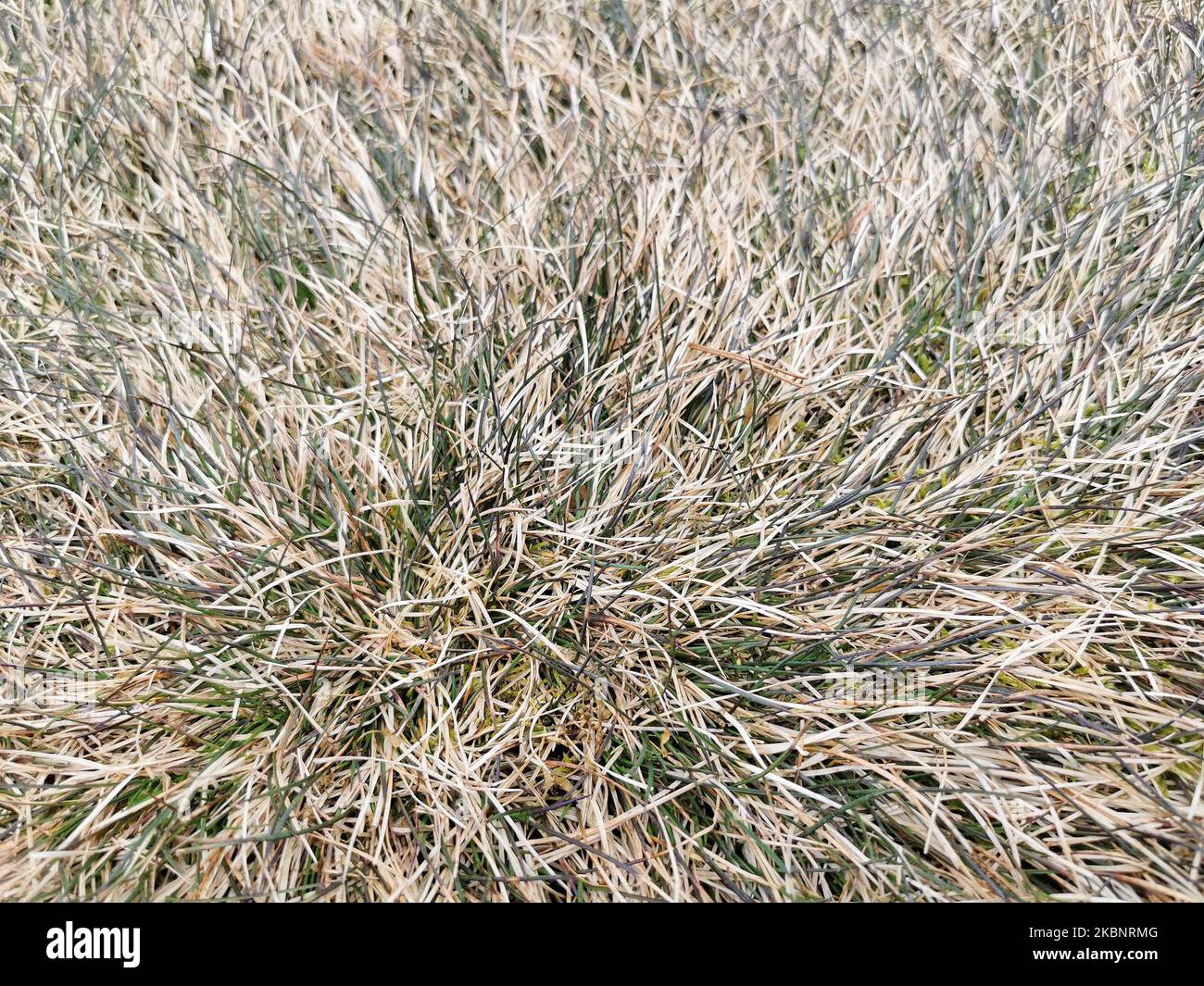 Fall concept. Texture of wilted Grass. Dry grass background Stock Photo ...