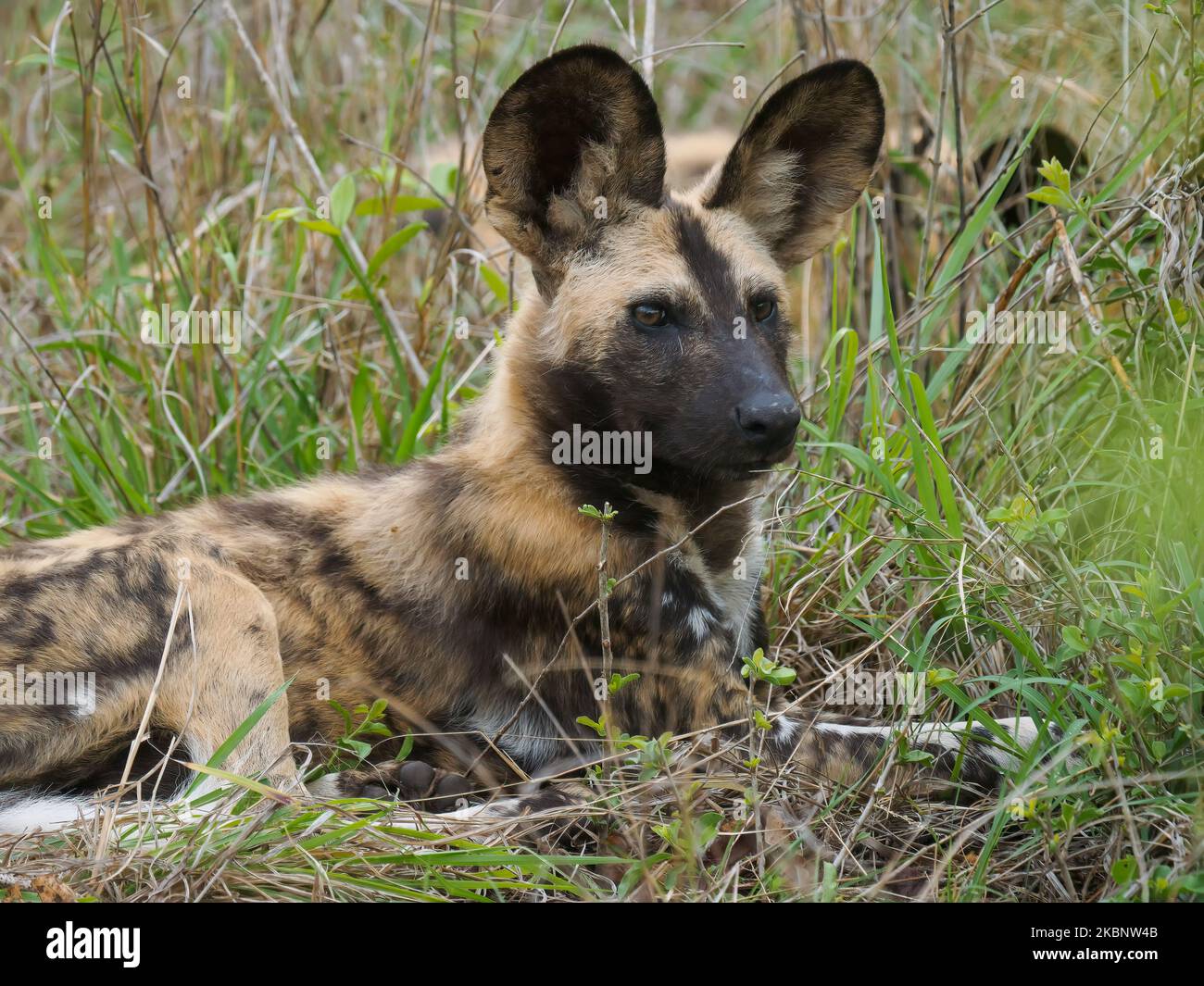 African wild dog, African painted dog, painted wolf or African hunting ...