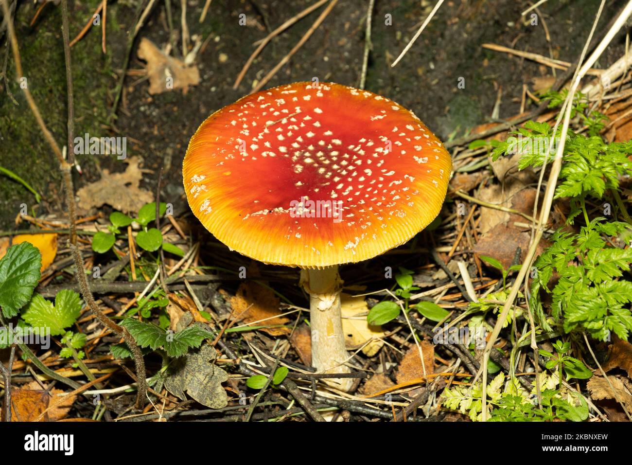 The distinctive colours of the Fly Agaric make them one of the best ...