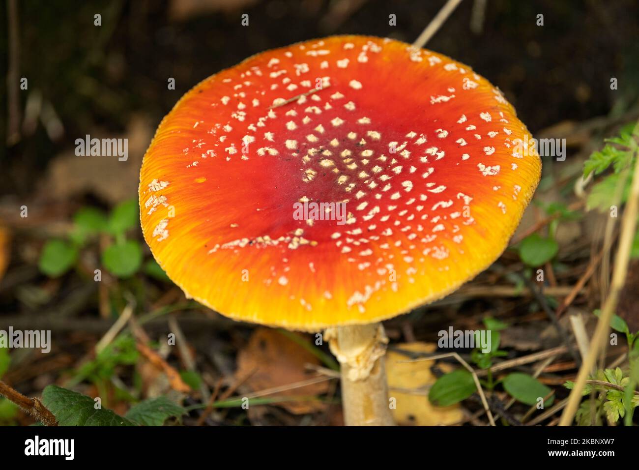 The distinctive colours of the Fly Agaric make them one of the best ...
