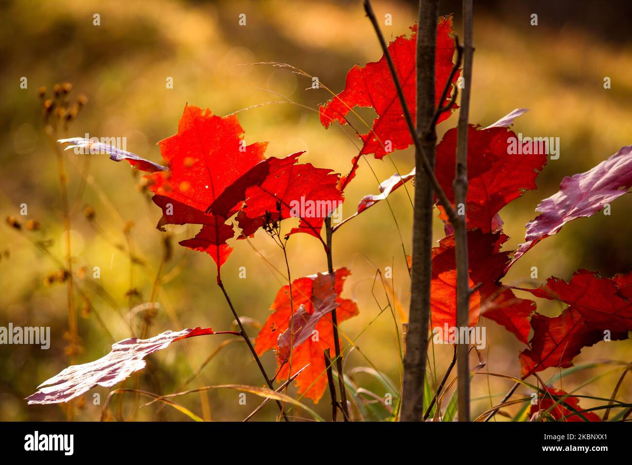 Intensely bright red leaves of a young oak tree in a yellowed autumn ...