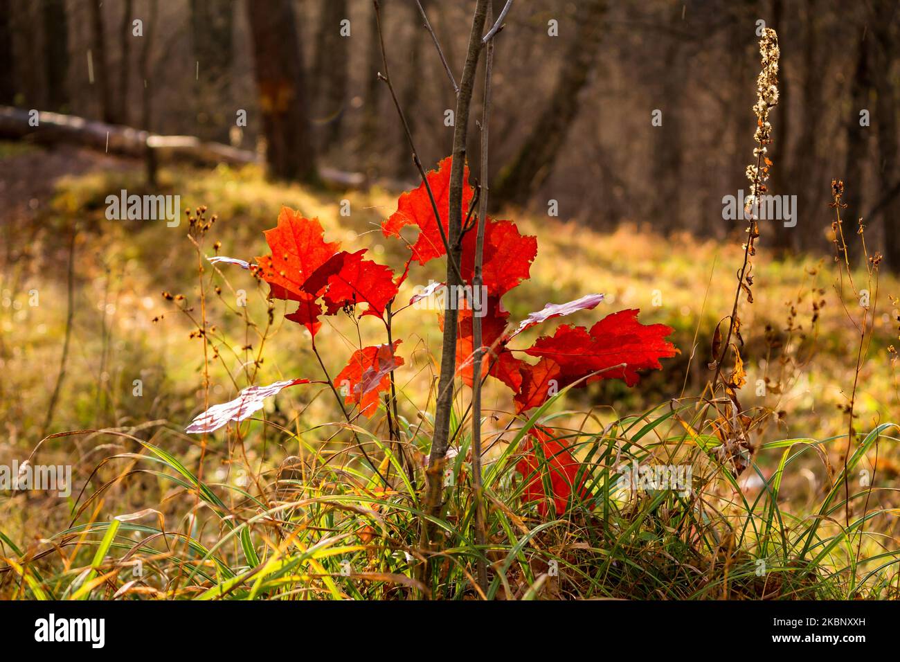 Intensely bright red leaves of a young oak tree in a yellowed autumn ...