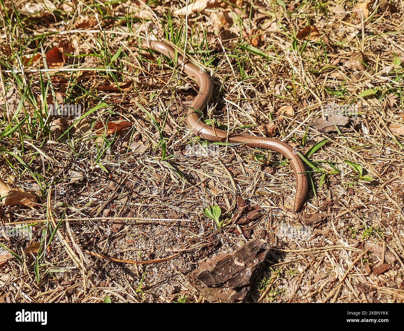 Leszkowy hi-res stock photography and images - Alamy