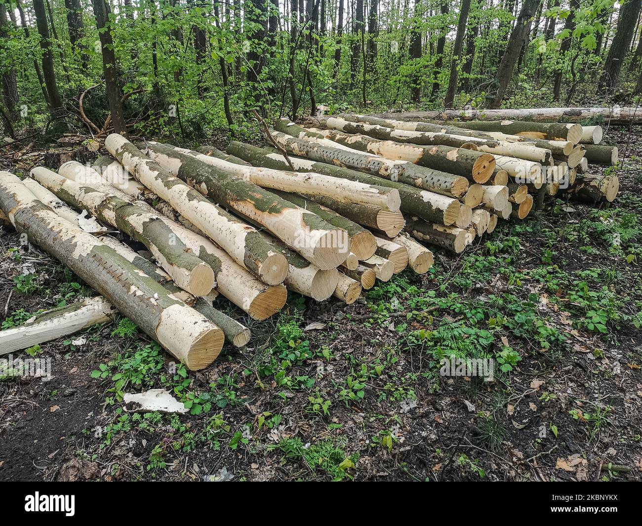 Mass deforestation hi-res stock photography and images - Alamy
