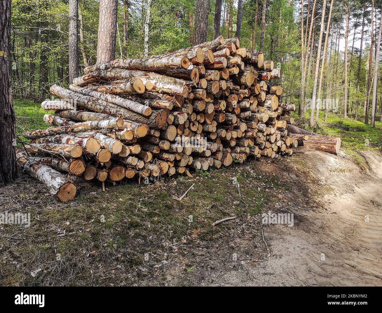 Mass deforestation hi-res stock photography and images - Alamy